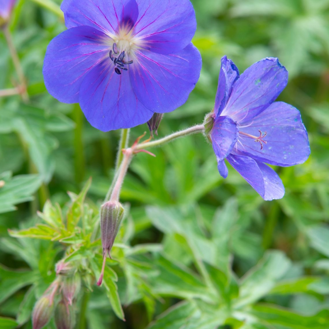 Geranium Brookside AGM
