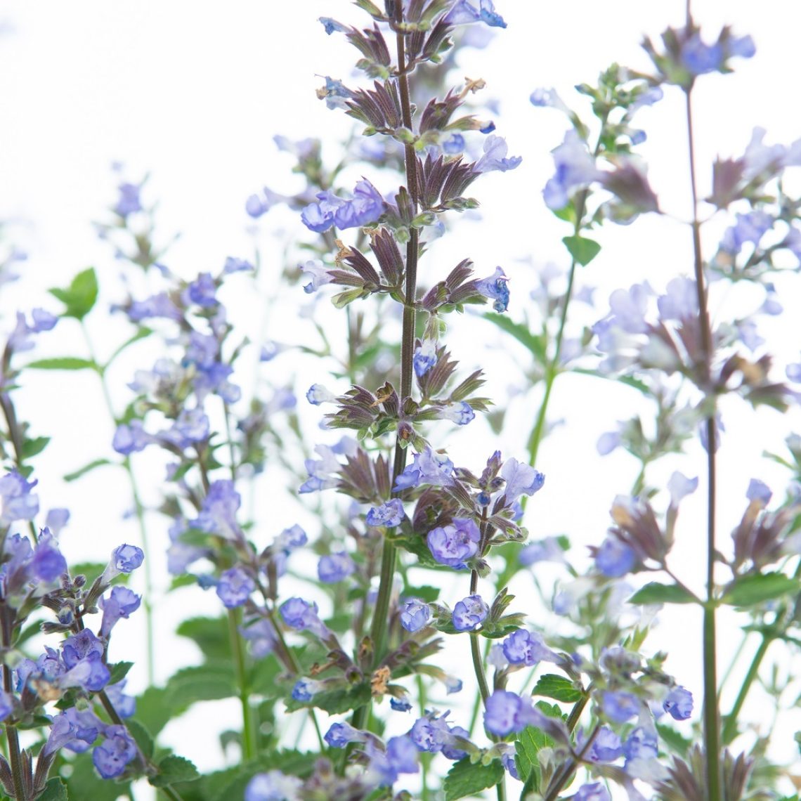 Nepeta Purrsian Blue