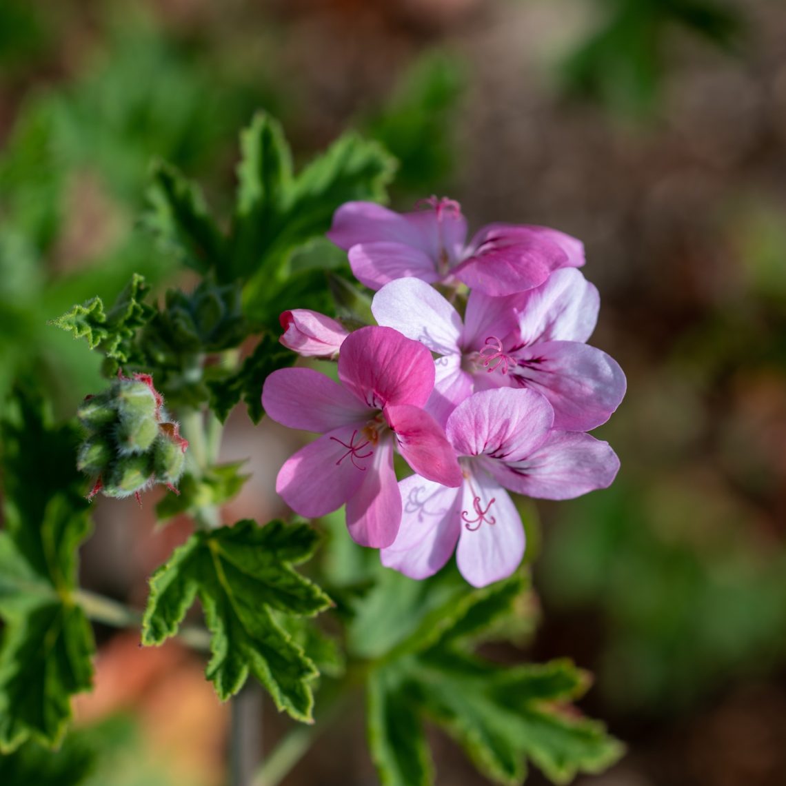 Pelargonium Sweet Mimosa