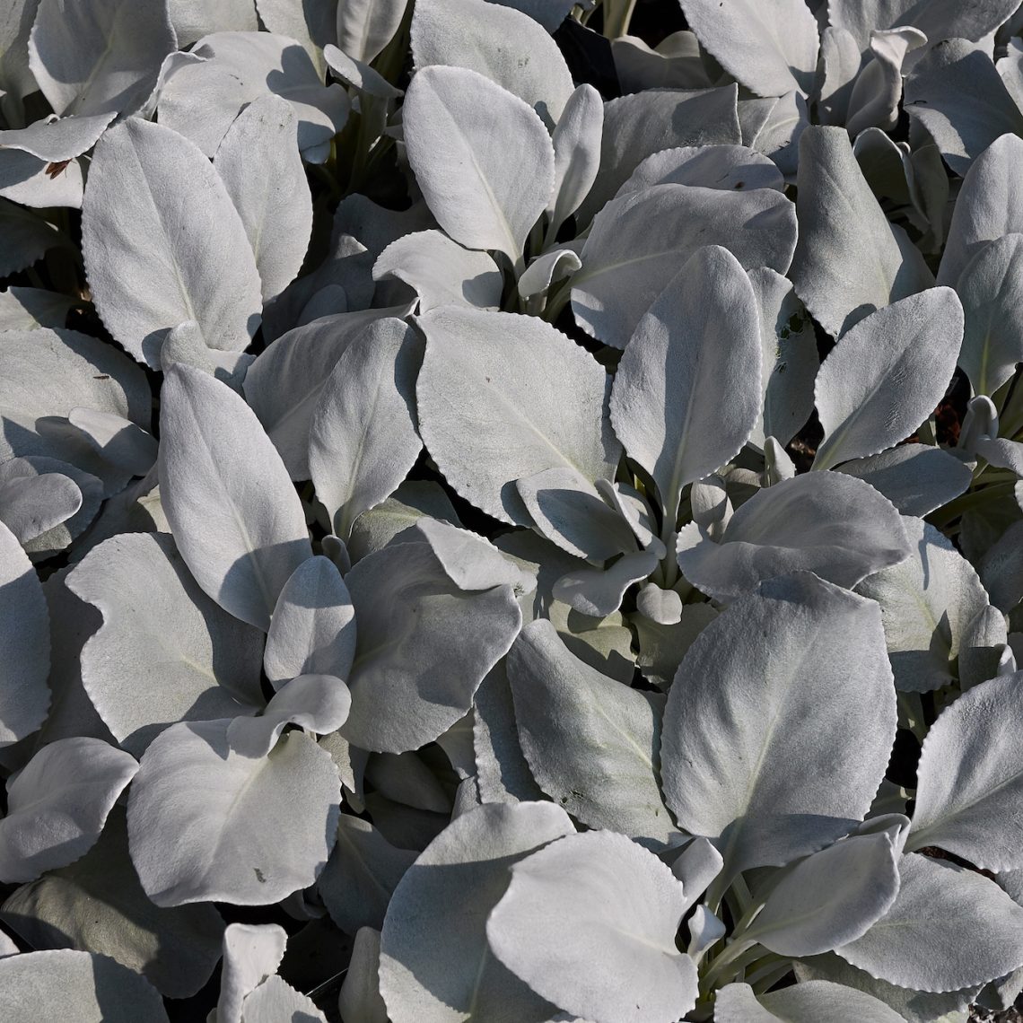 Senecio Angel Wings