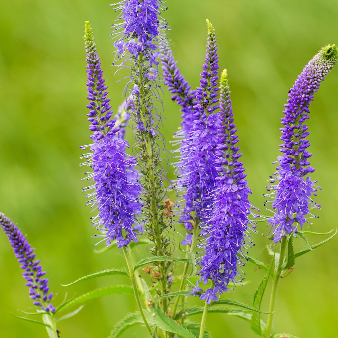 Veronica Spicata Royal Candles