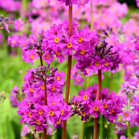 Duchy of Cornwall Nursery