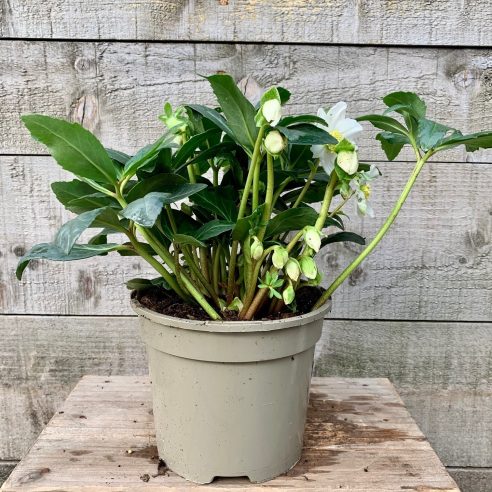 Helleborus niger Jasper