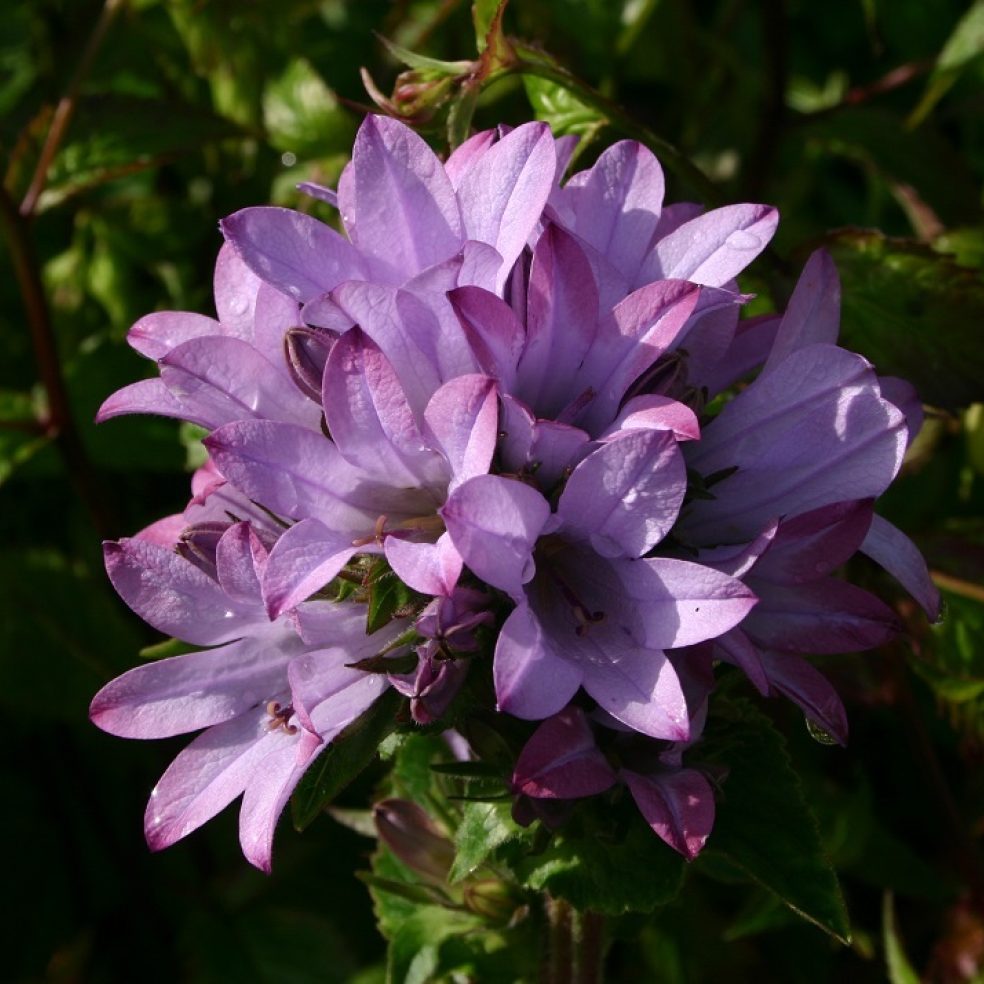 Campanula Caroline