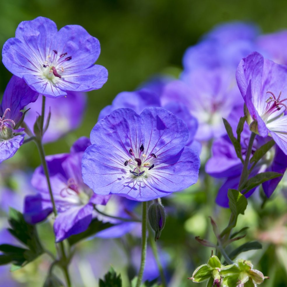 Geranium Rozanne