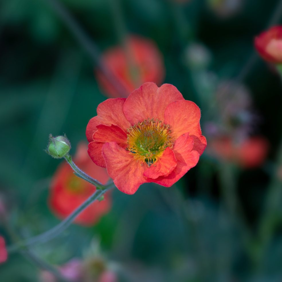 Geum Scarlet Tempest