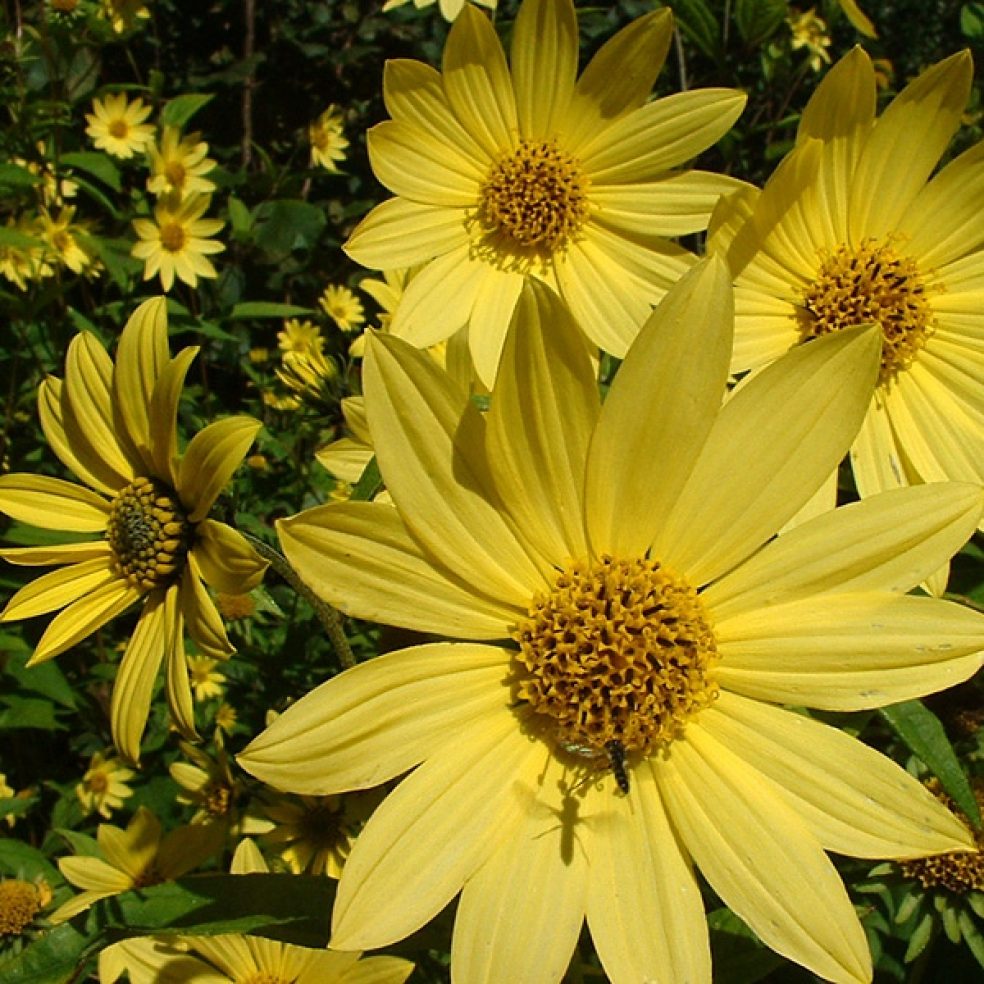 Helianthus Annuus Lemon Queen