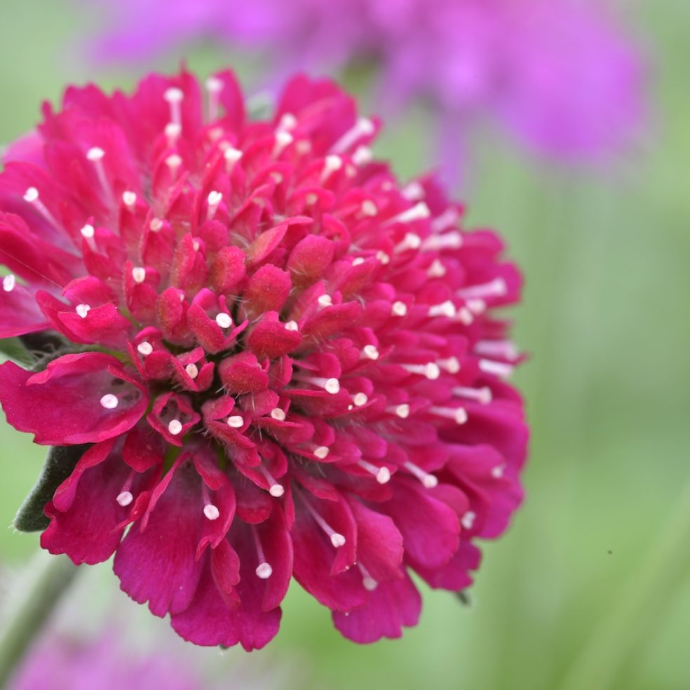Knautia macedonica