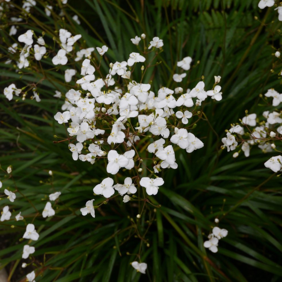 Libertia grandiflora