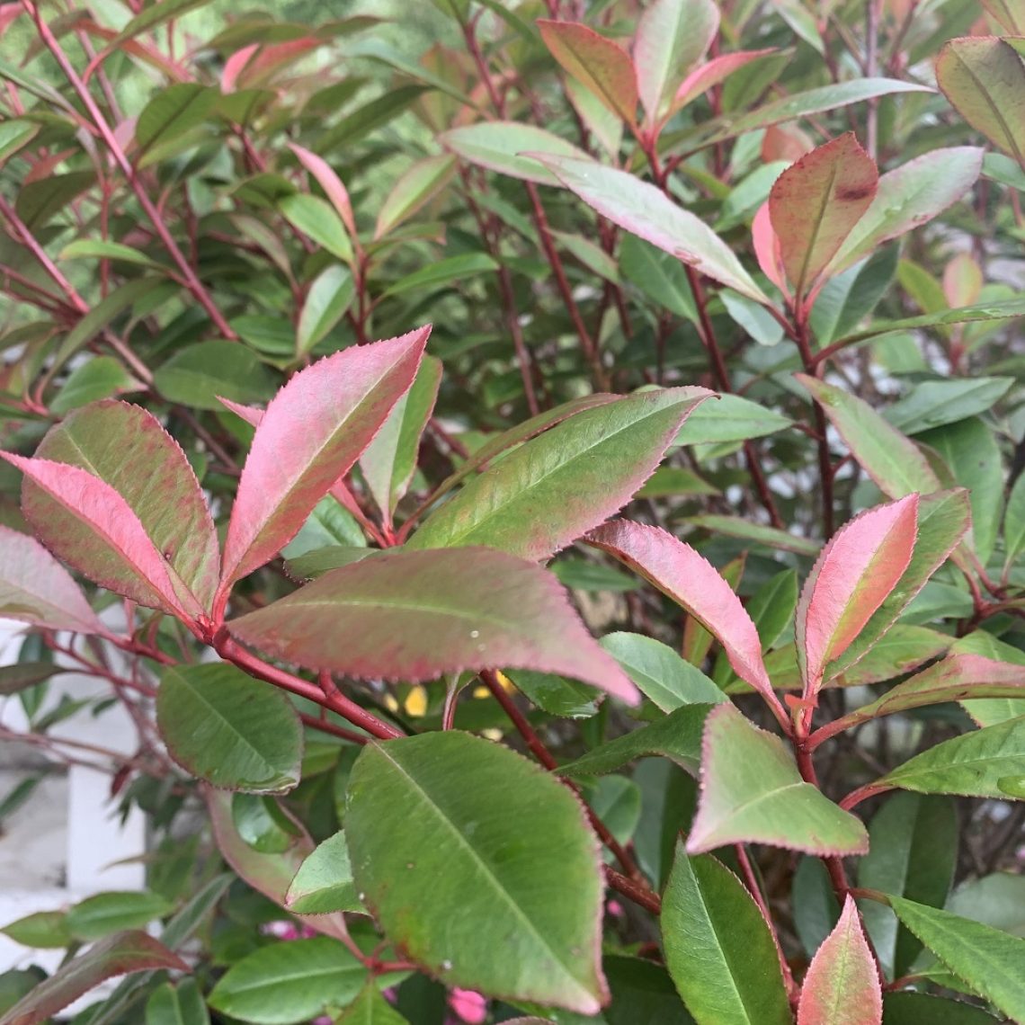 Photinia Carre Rouge