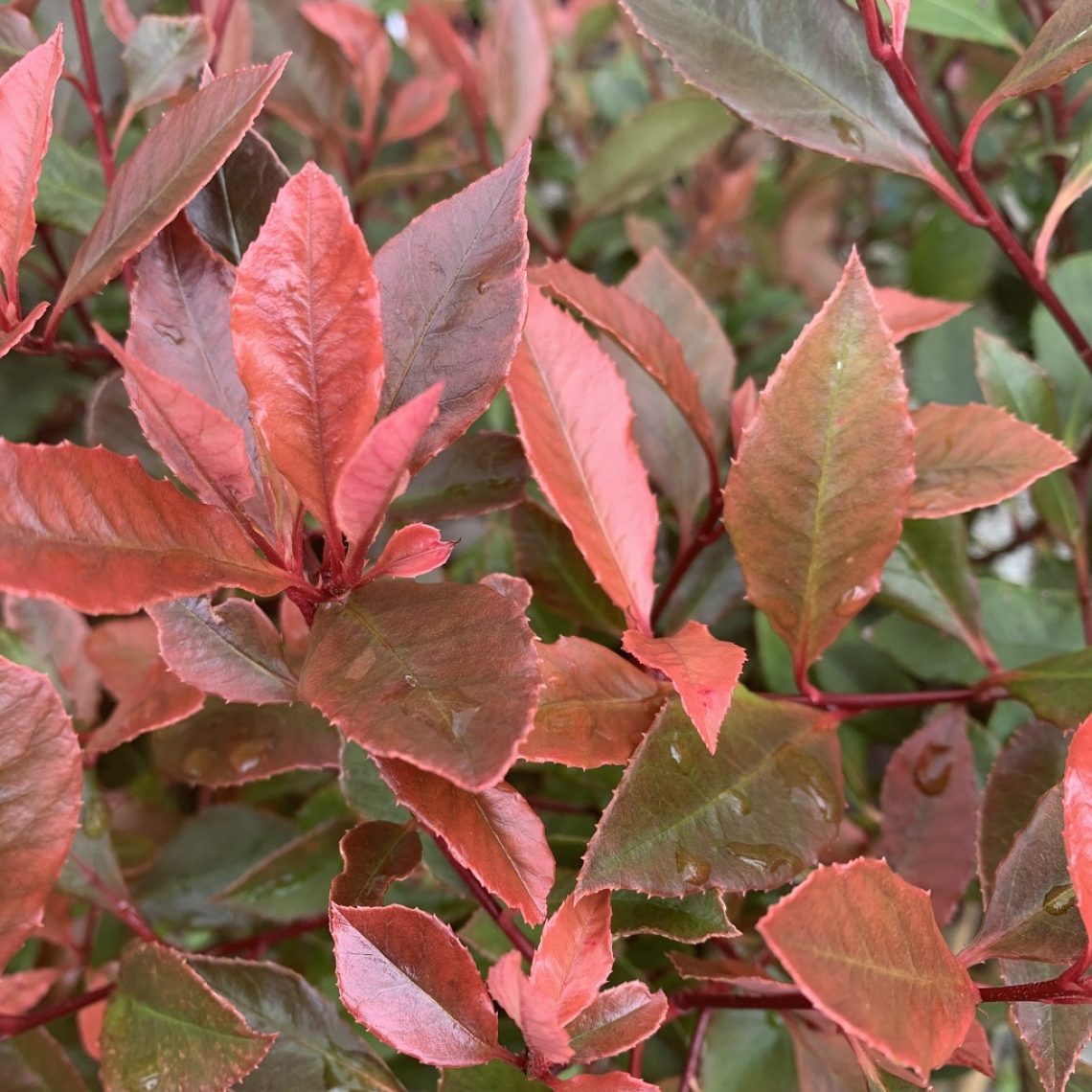 Photinia x fraseri Chico Standard