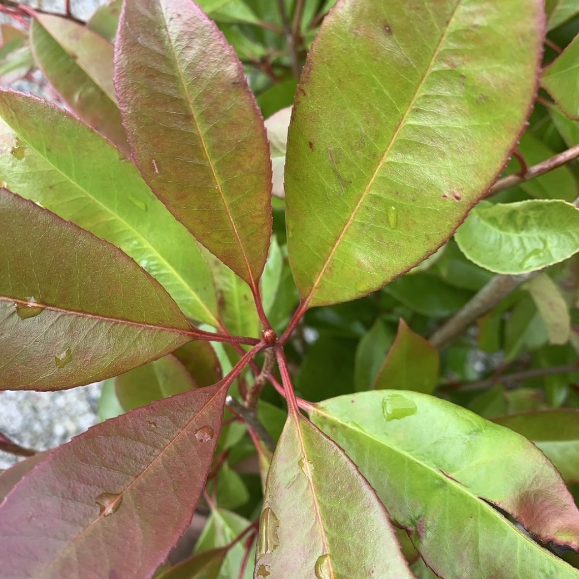 Photinia Little Red Robin
