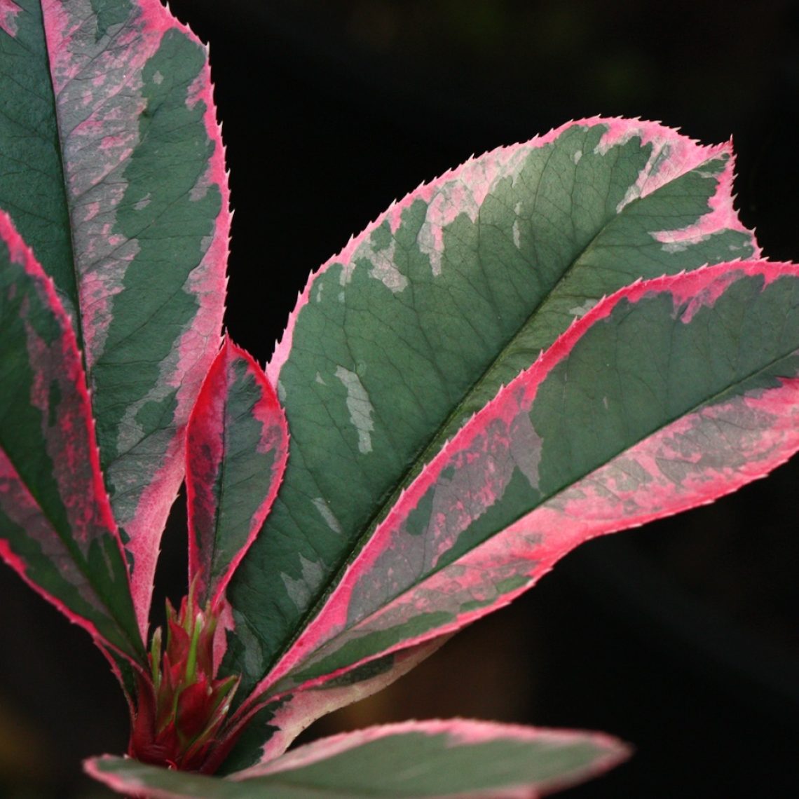 Photinia davidiana Pink Marble | Duchy of Cornwall Nursery