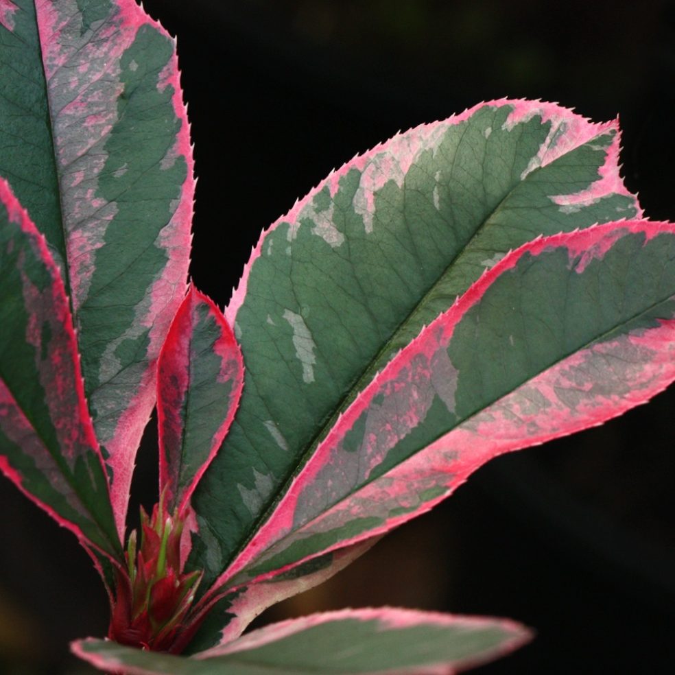 Photinia davidiana Pink Marble