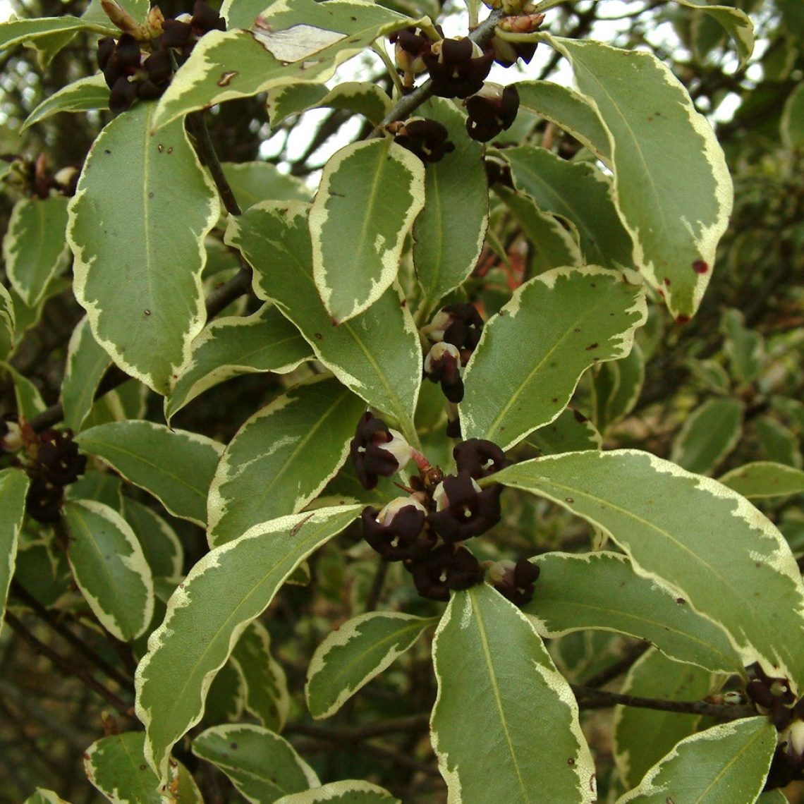 Pittosporum ten. Silver Queen