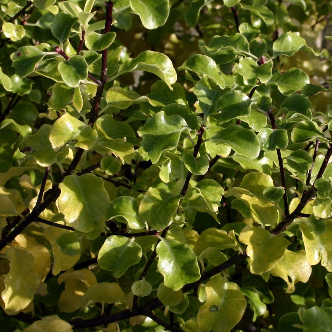 Pittosp. Warnham Gold | Duchy of Cornwall Nursery