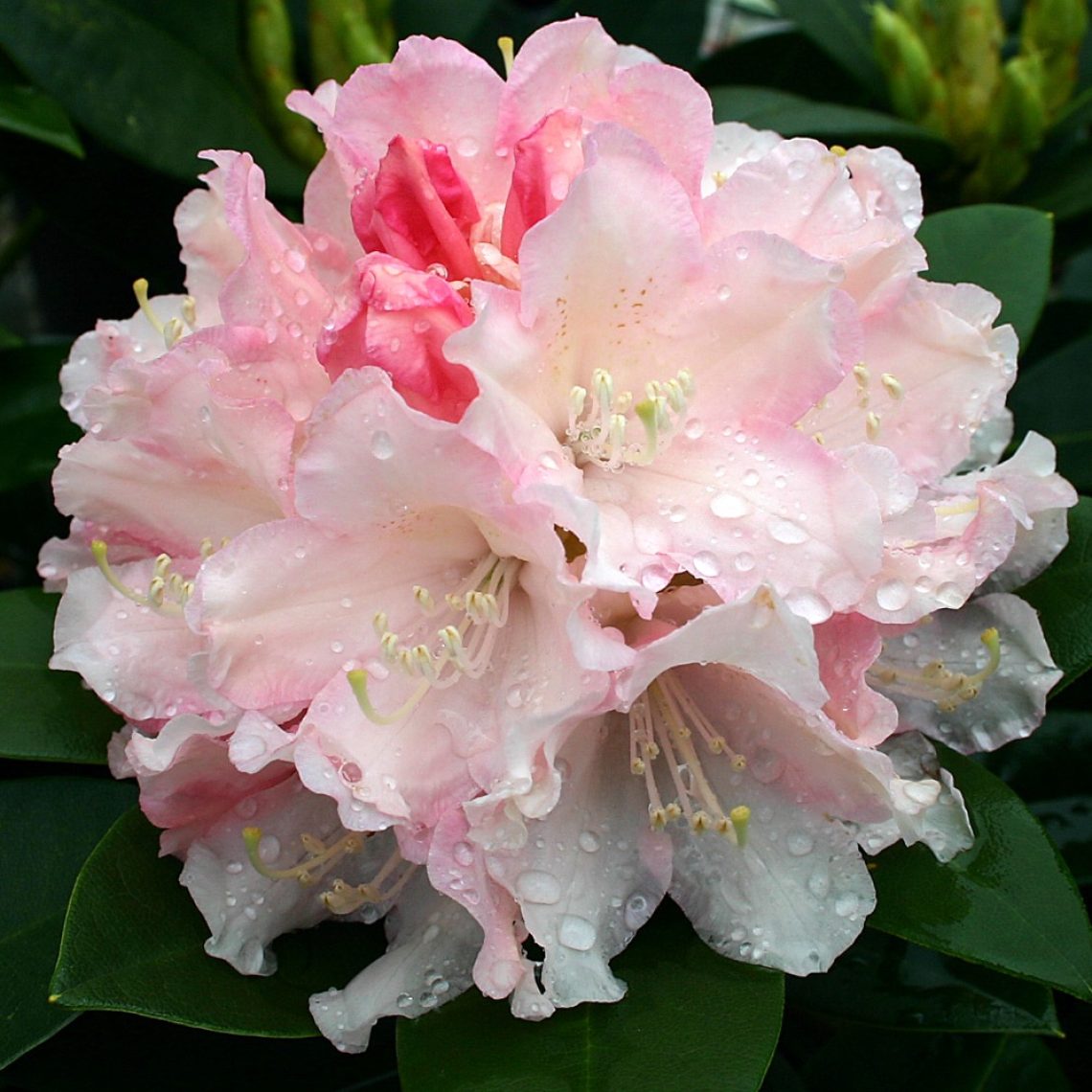 Rhodo. yak. Dreamland AGM