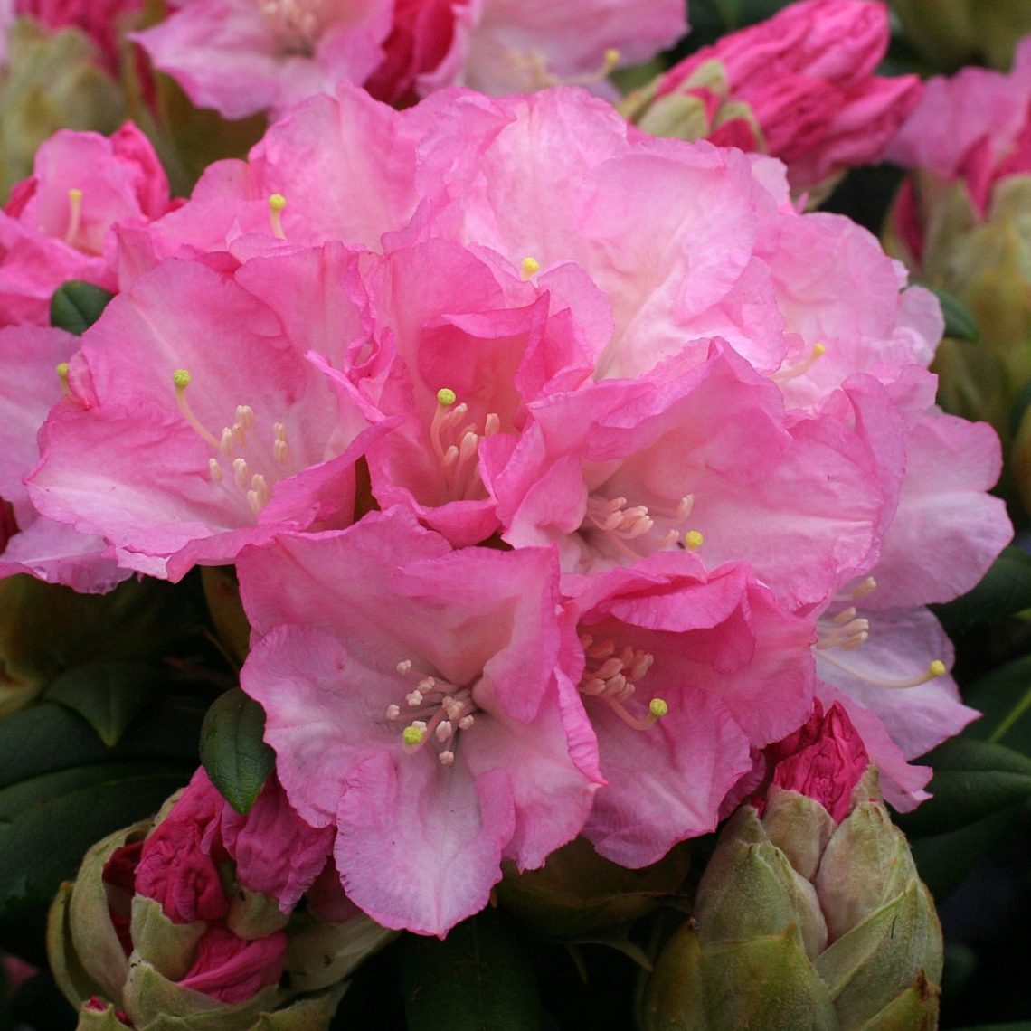 Rhodo. yak. Morning Cloud