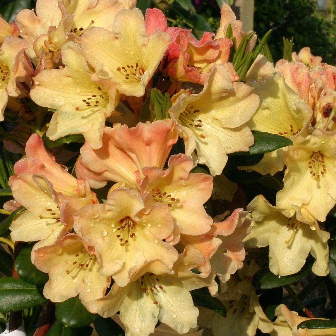 Rhodo. Nancy Evans AGM