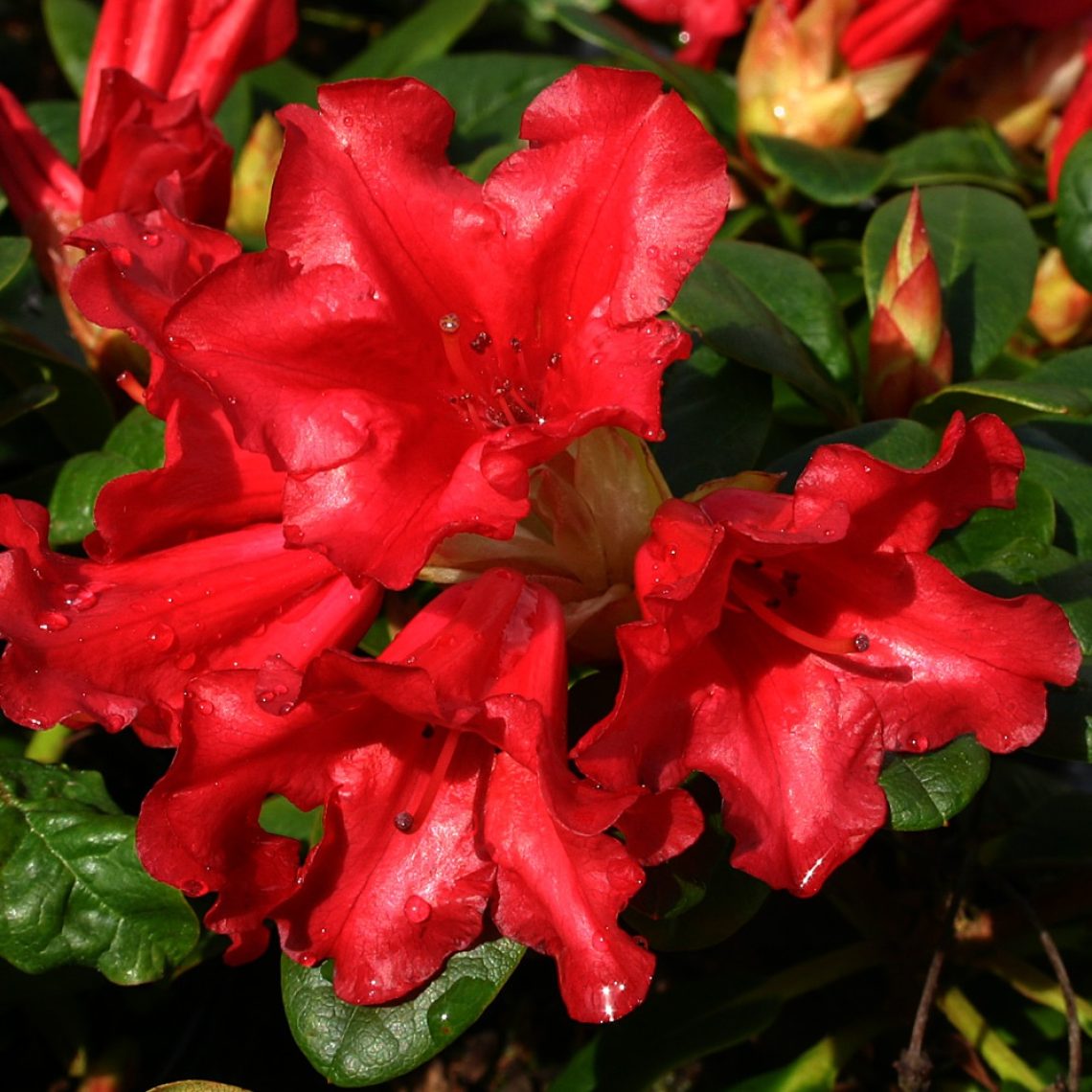 Rhodo. Scarlet Wonder