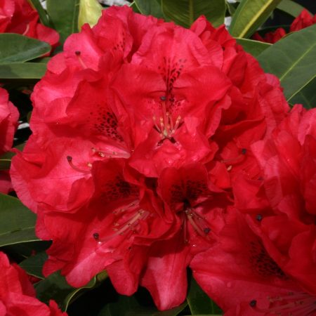 Cornus kousa Milky Way