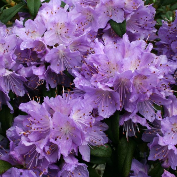 Rhus typhina Tiger Eyes