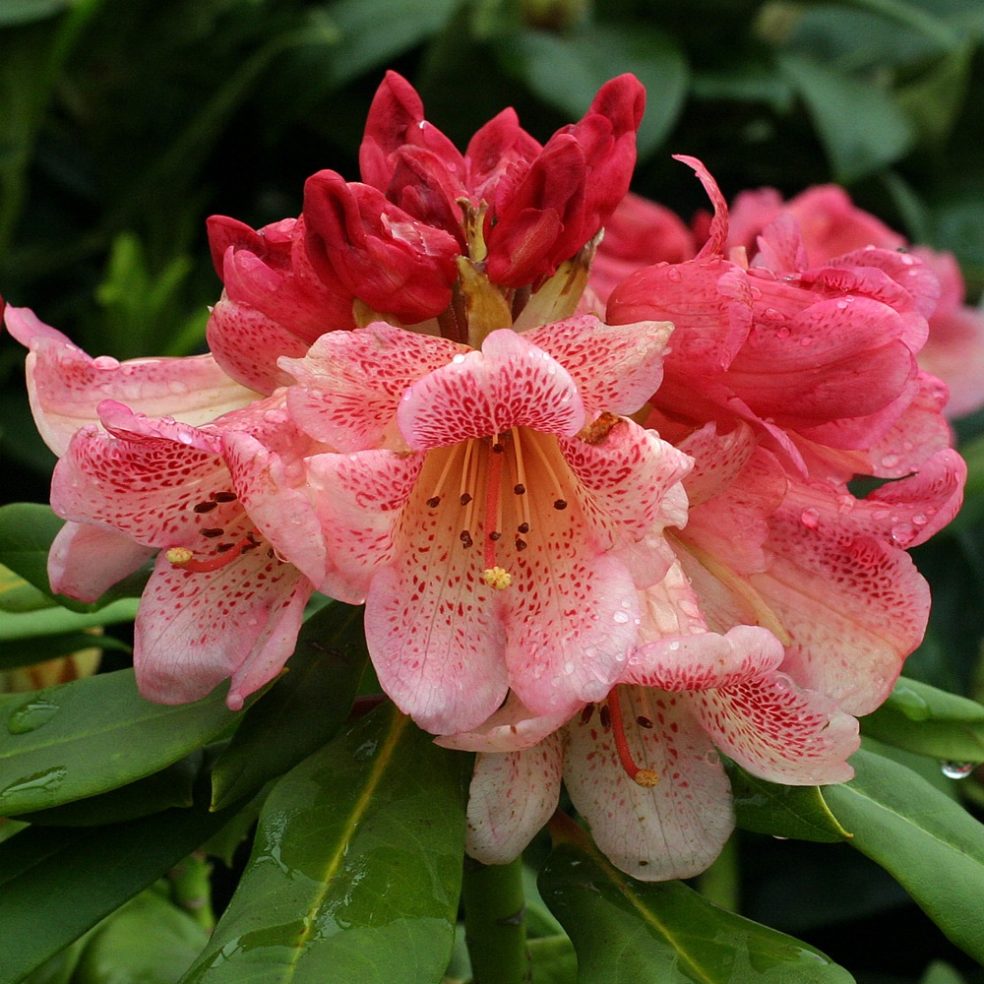 Rhodo. Firelight