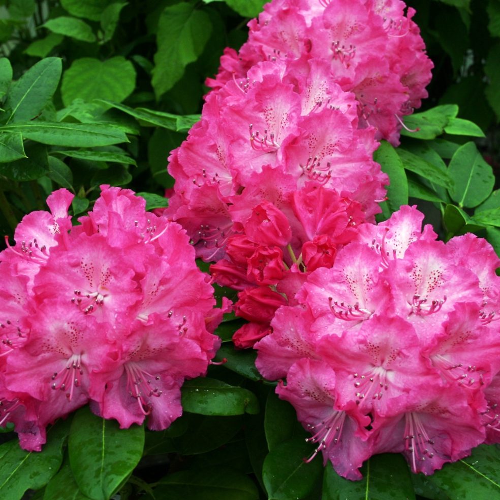 Rhodo. Germania