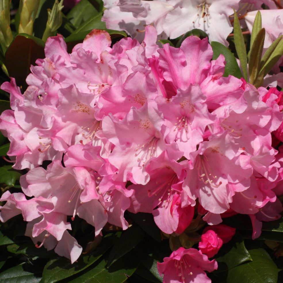Rhodo. yak. Kalinka