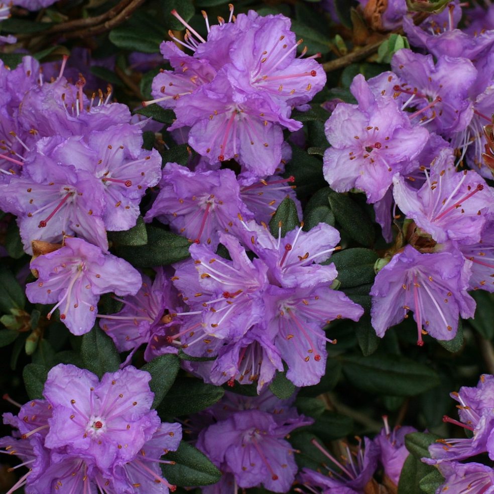 Duchy of Cornwall Nursery