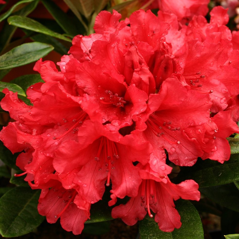 Rhodo. yak. Titian Beauty | Duchy of Cornwall Nursery