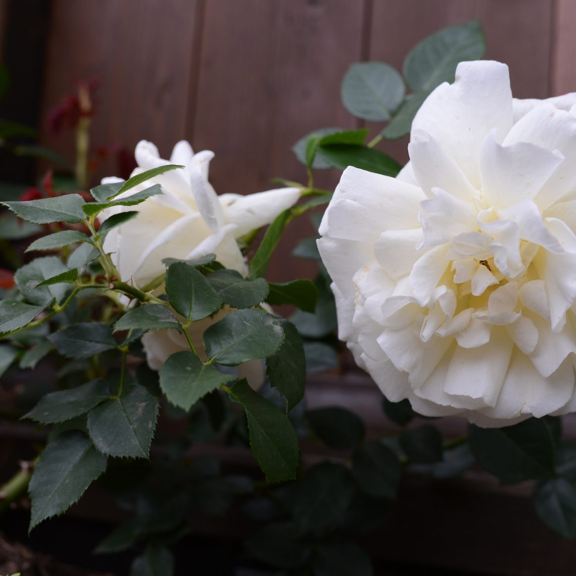 Rosa Creme de la Cr me