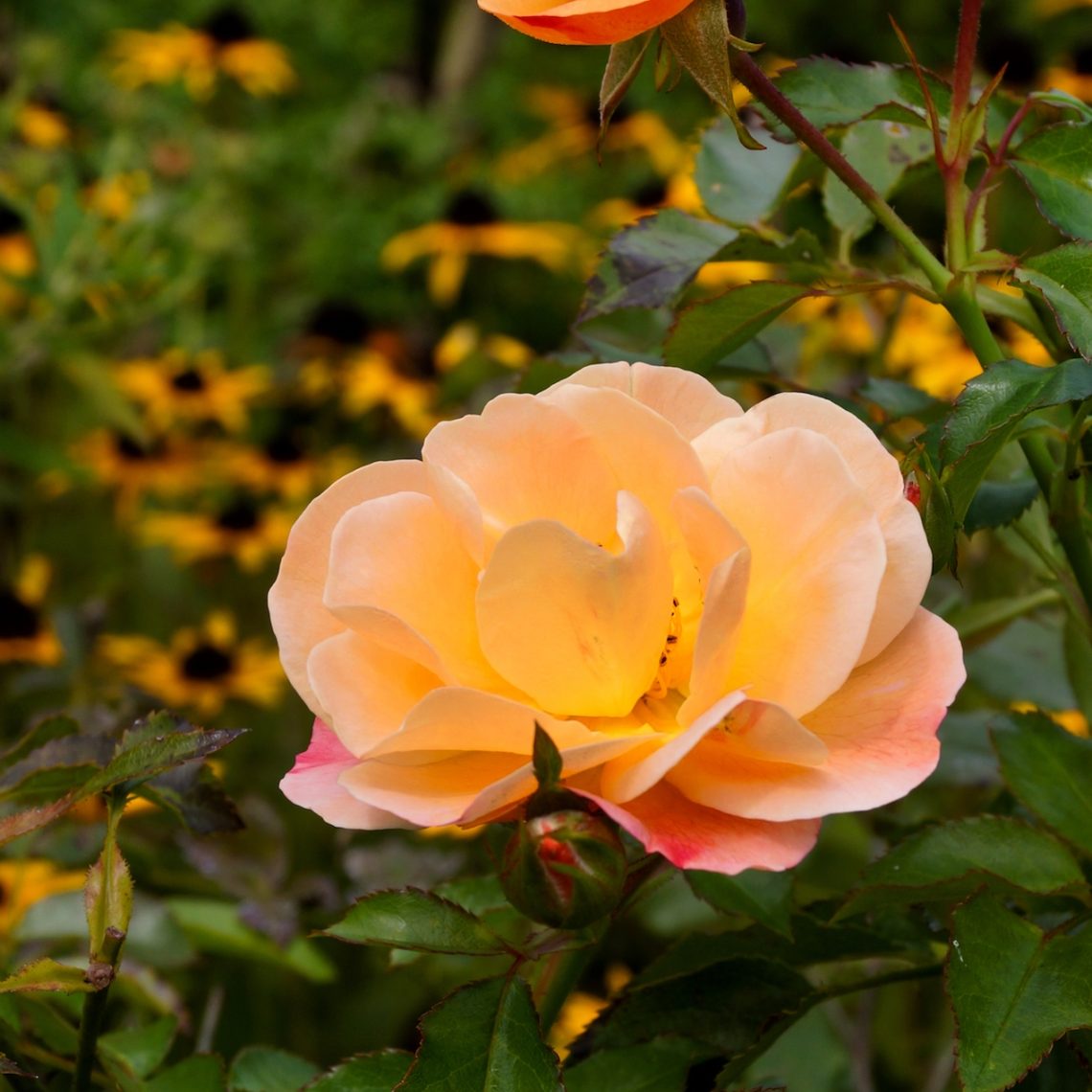 Rosa Flower Carpet Amber