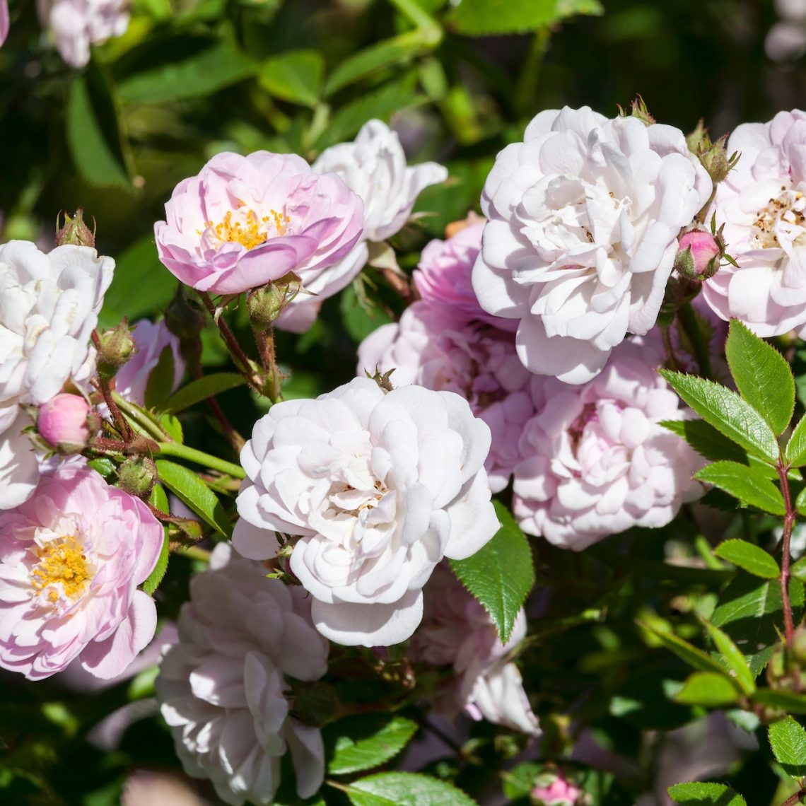 Rosa Little Rambler