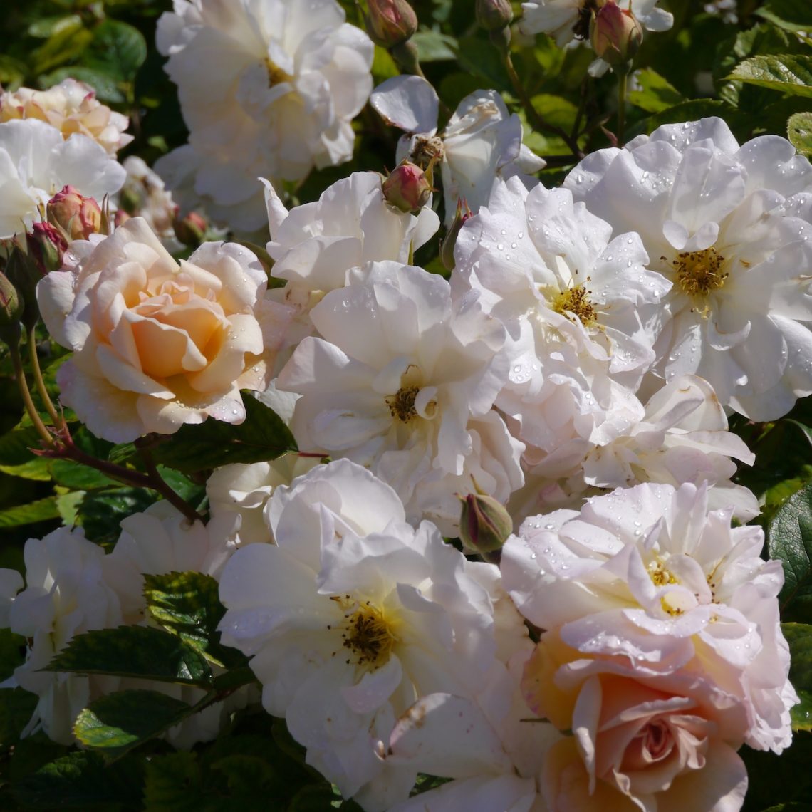 Rosa Penelope