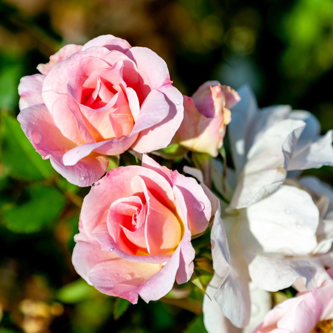 Rosa Perennial Blush