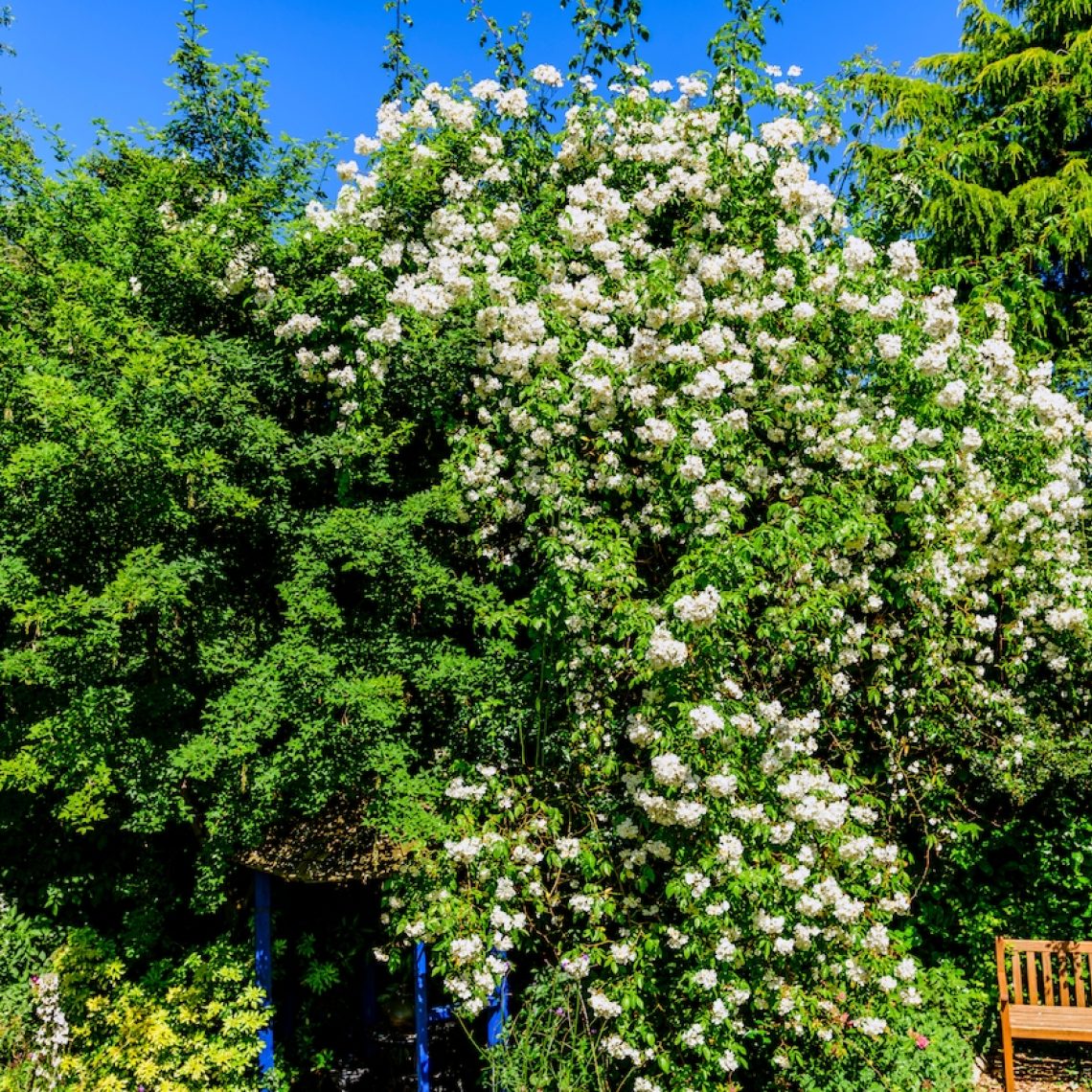 Rosa Rambling Rector