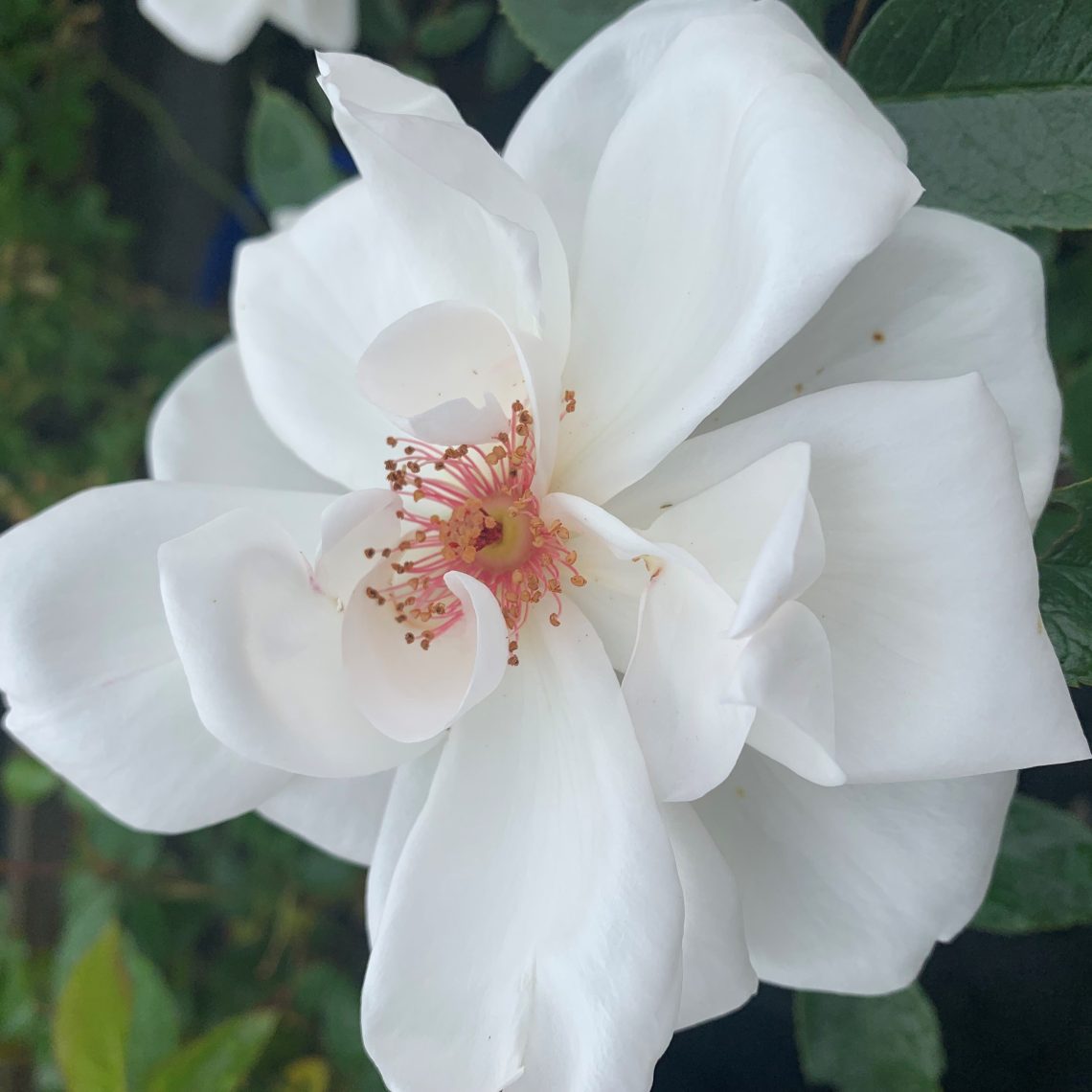 Rosa Starlight Symphony