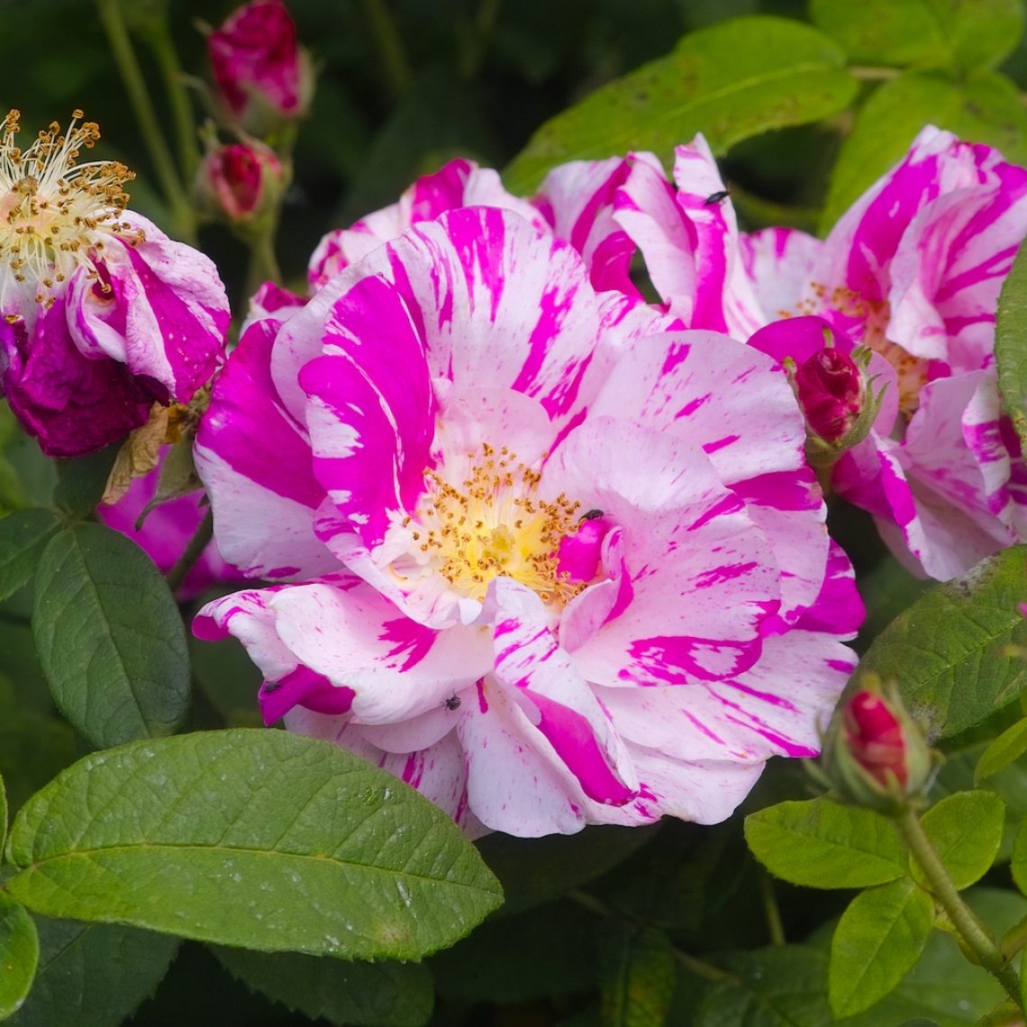 Rosa mundi