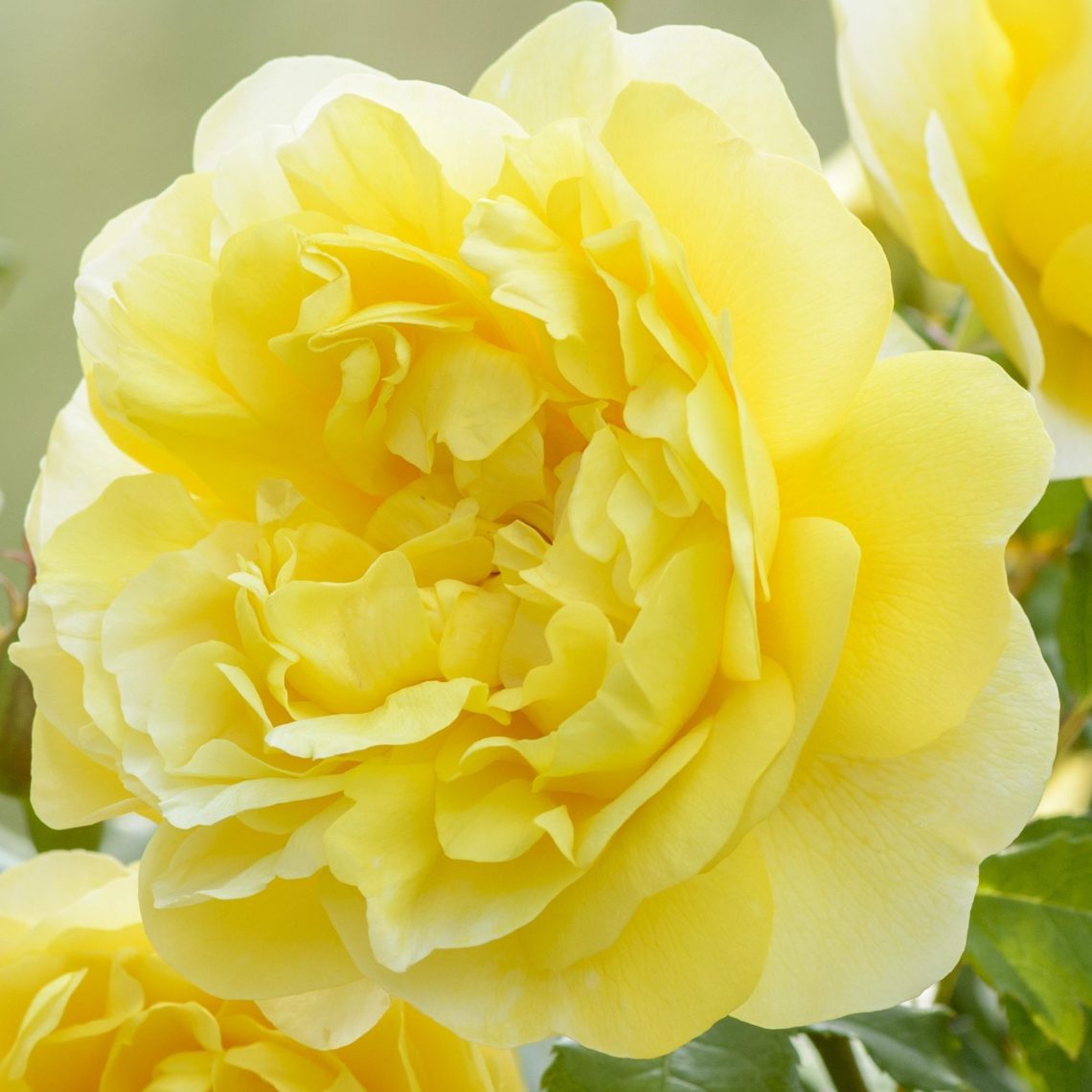 Duchy of Cornwall Nursery