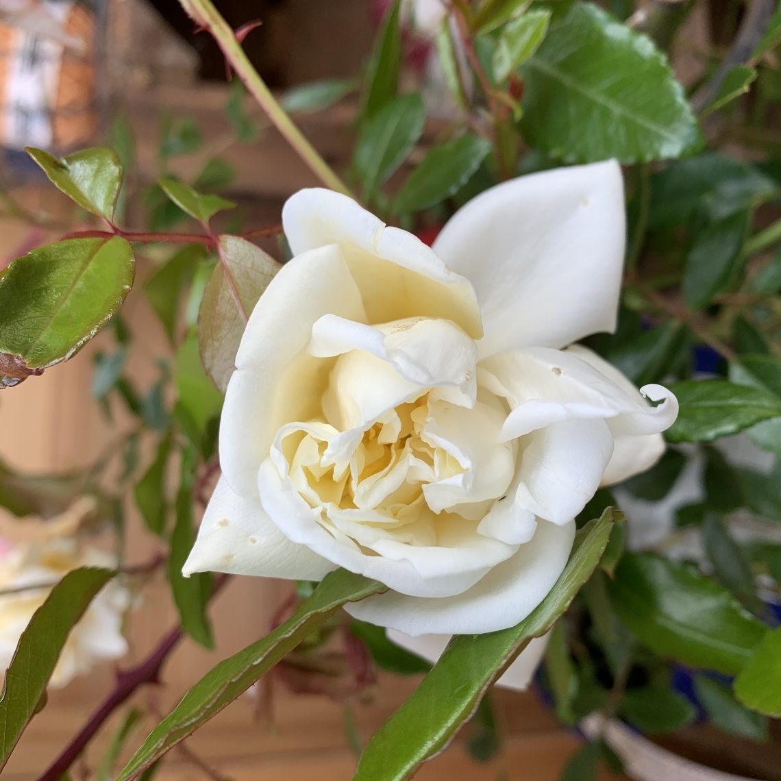 Rosa Alberic Barbier