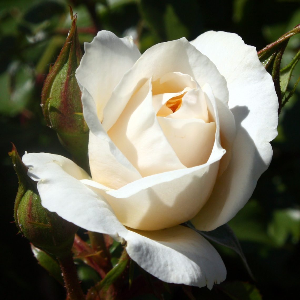 Rosa Champagne Moments