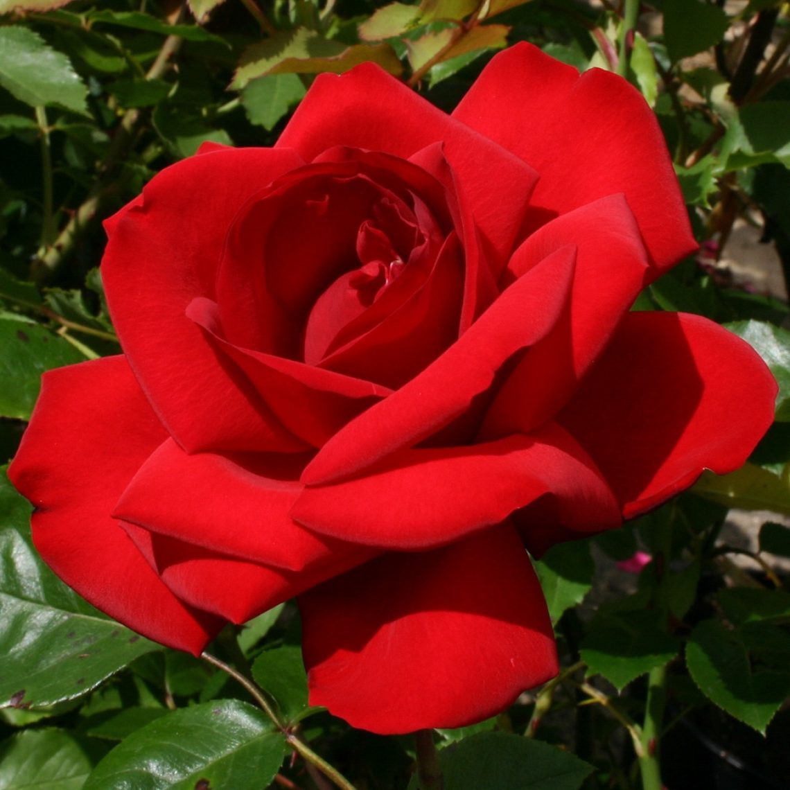 Rosa Dublin Bay