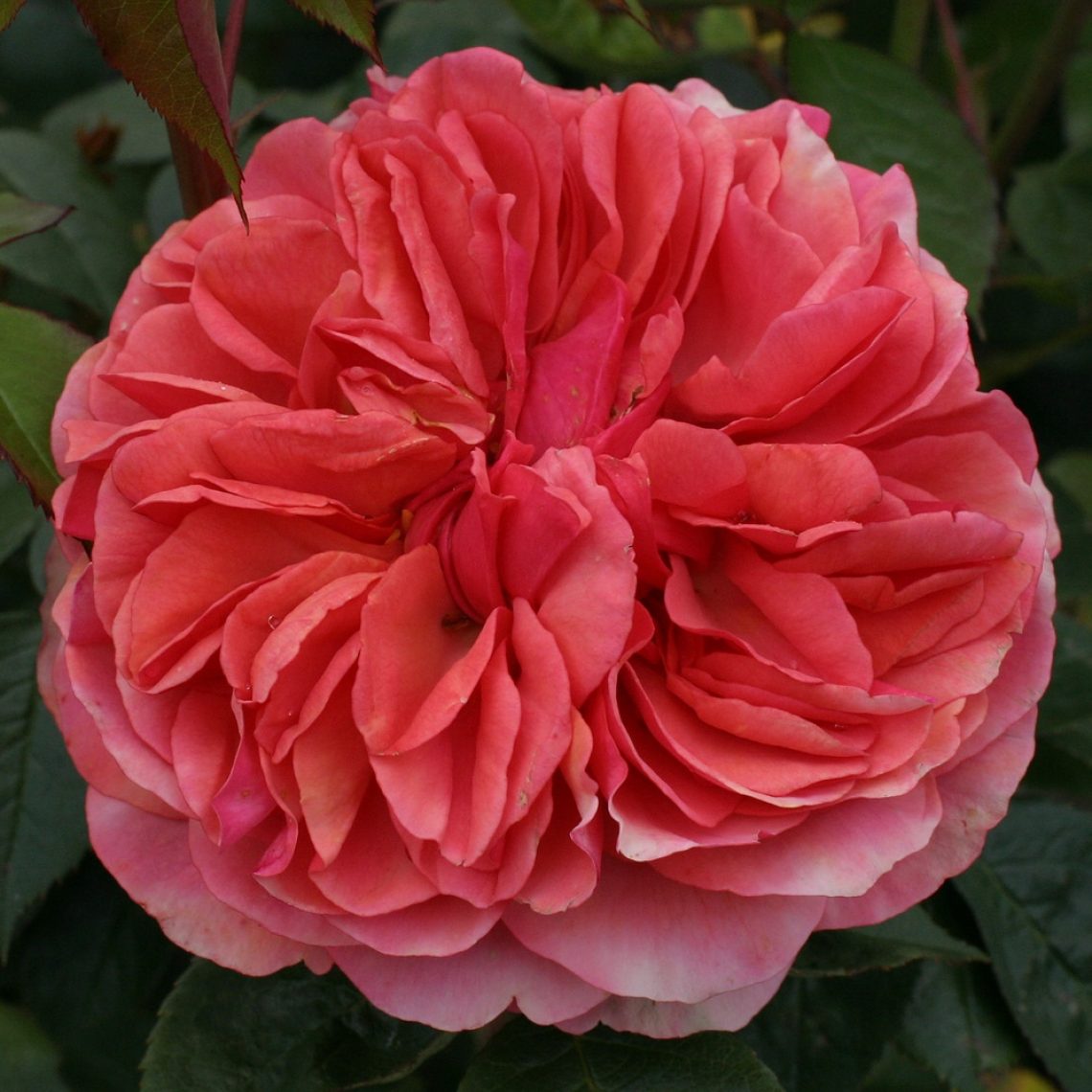Rosa Duchess of Cornwall
