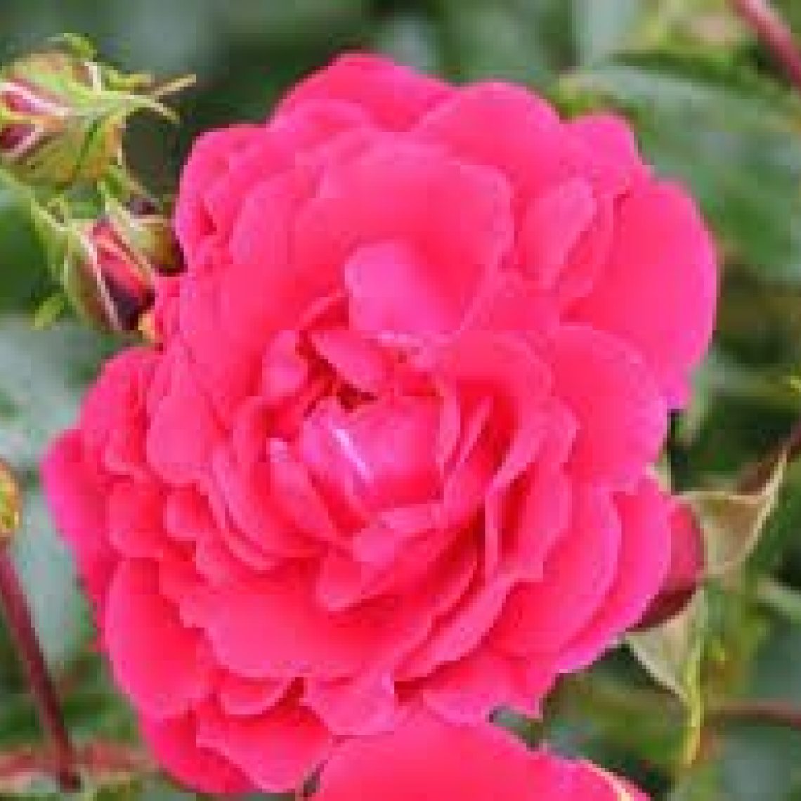 Rosa Flower Carpet Ruby