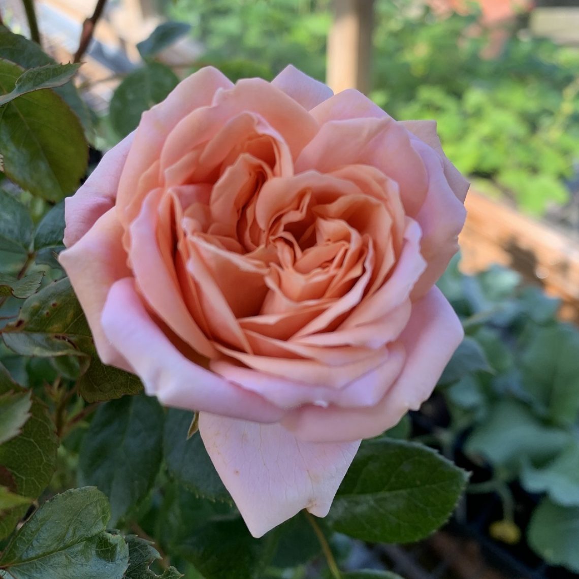 Rosa Joie de Vivre