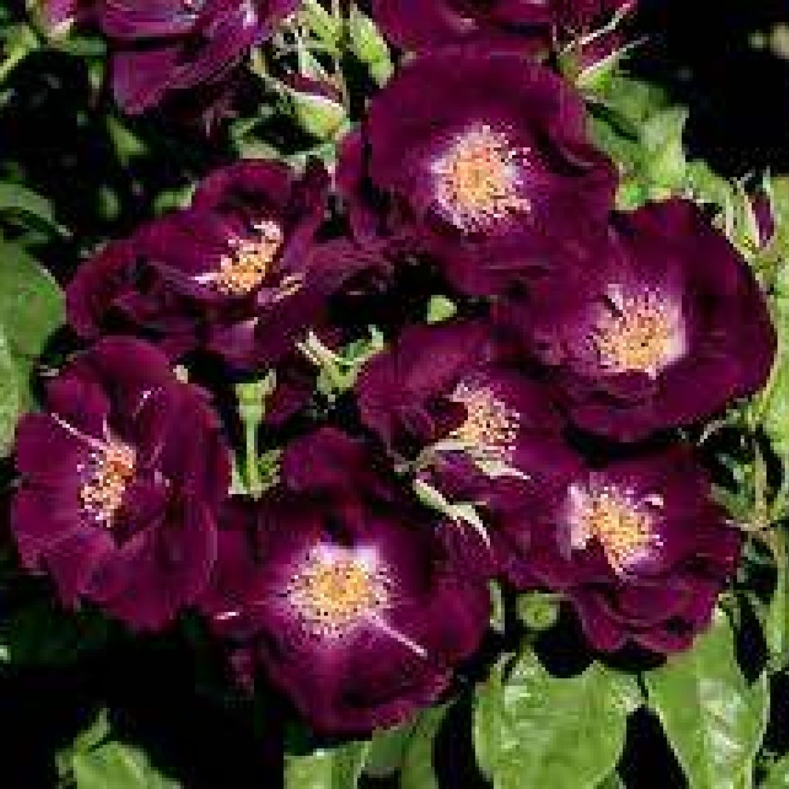 Rosa Night Owl