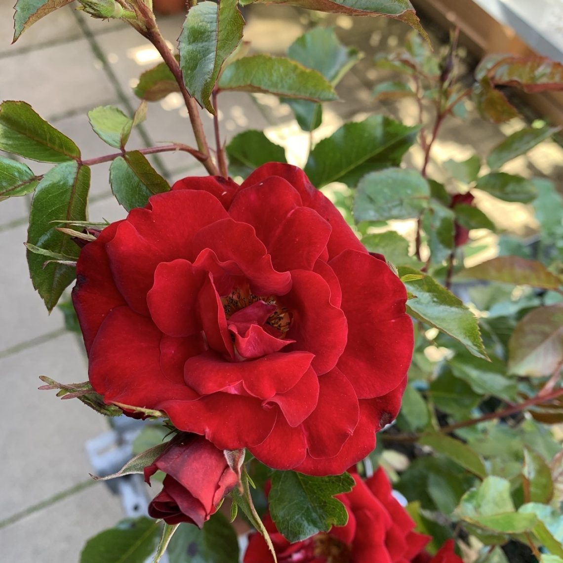 Rosa Ruby Anniversary