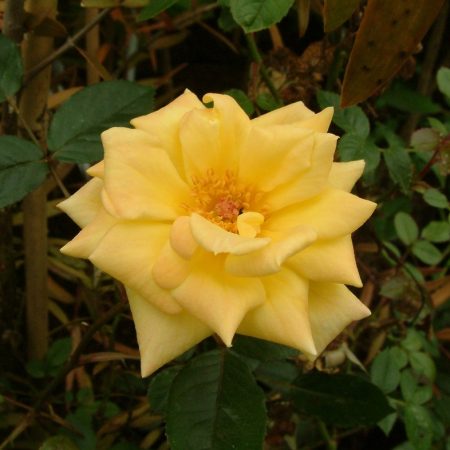 Hydrangea paniculata Chantilly Lace