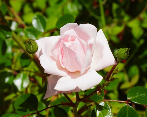 Salvation for your Roses